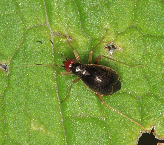 Orthonotus rufifrons