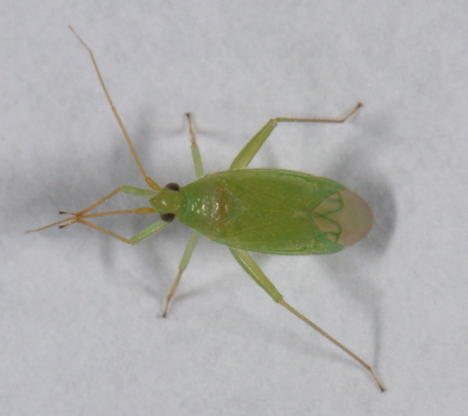 Orthotylus prasinus