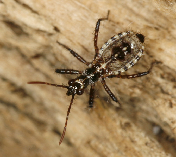 Reduviidae
