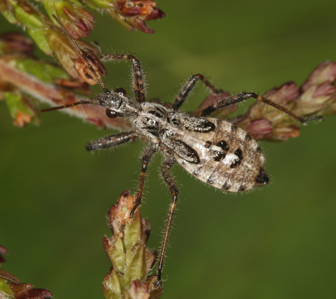 Reduviidae