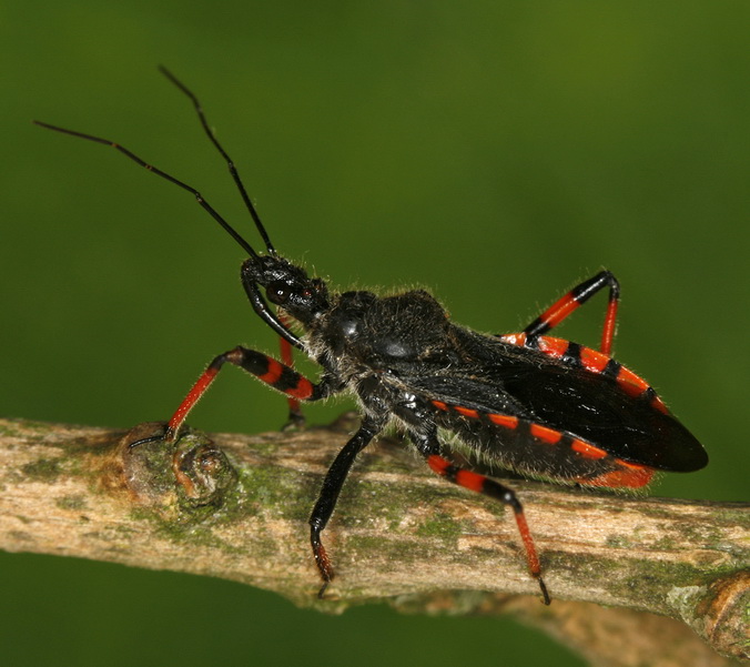 Reduviidae