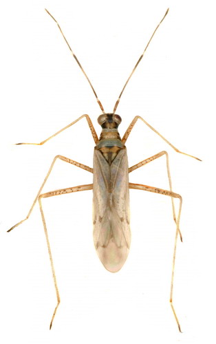 Dicyphus constrictus