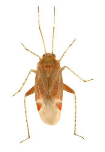 Psallus varians