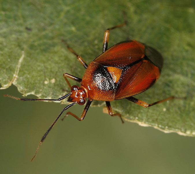 Deraeocoris ruber
