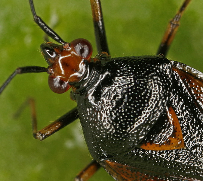 Deraeocoris ruber