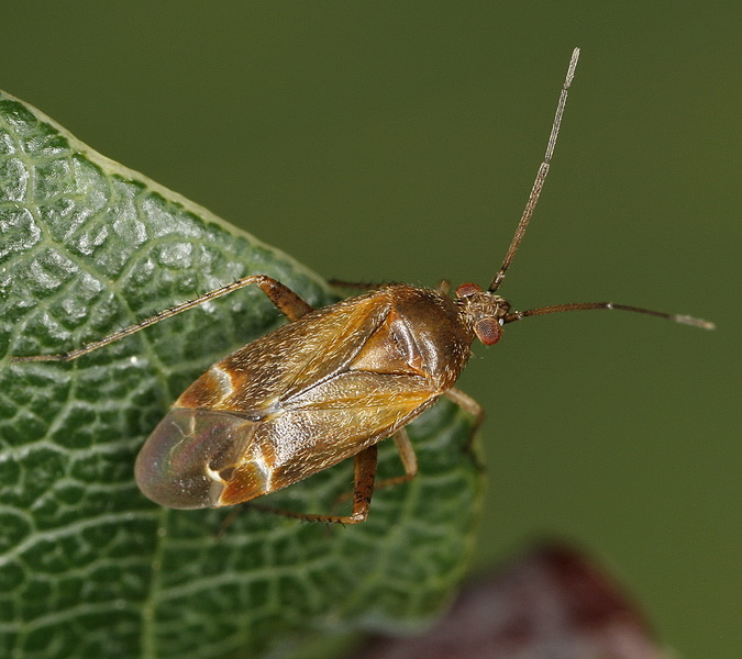 Psallus varians